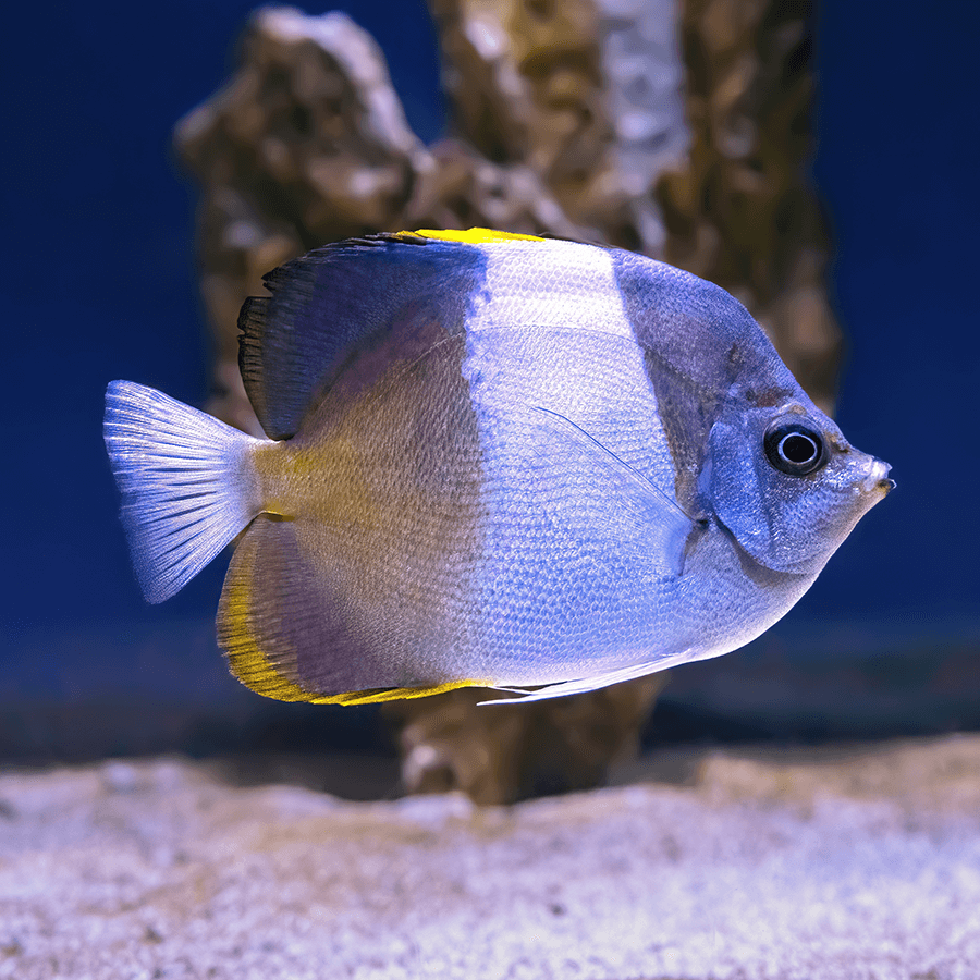 Black Pyramid Butterflyfish
