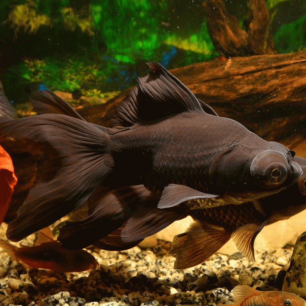 Assorted Giant Telescope Butterfly Moor Goldfish Grade AA Assorted Giant Telescope Butterfly Moor Goldfish Grade AA