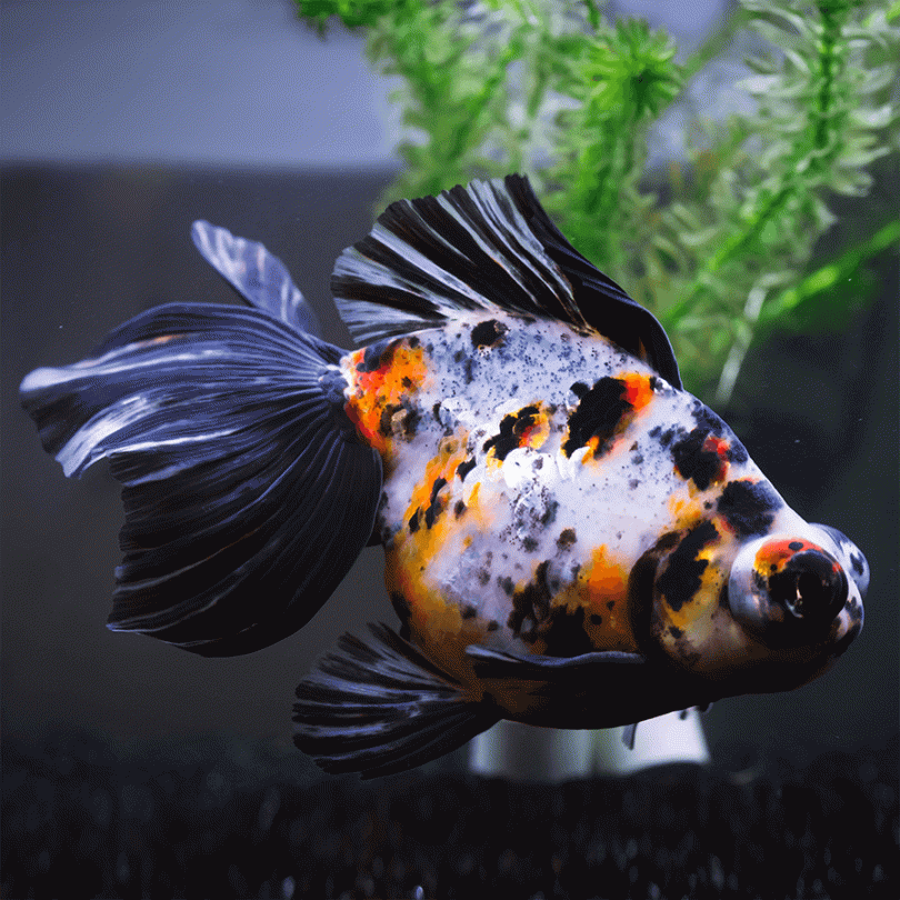 Giant Calico Telescope Butterfly Moor Goldfish Grade AA Giant Calico Telescope Butterfly Moor Goldfish Grade AA