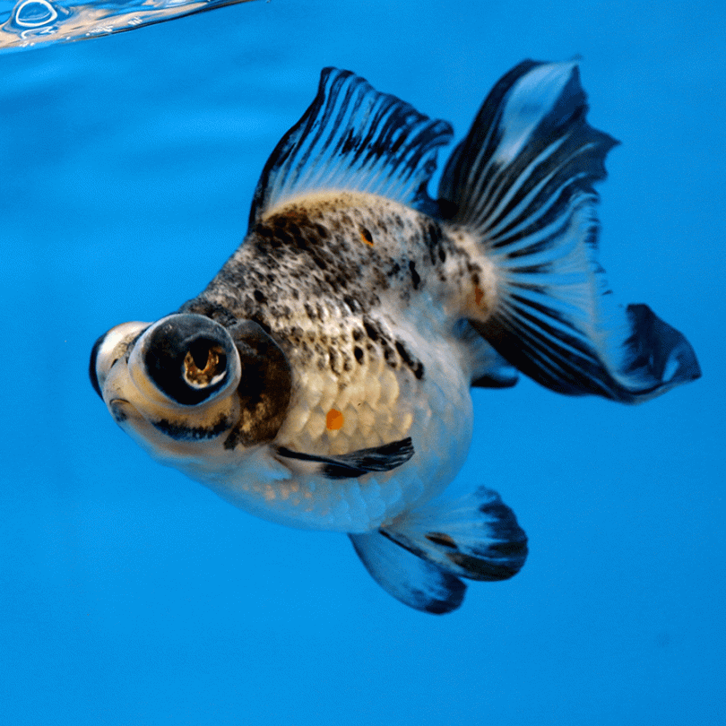 Giant Panda Telescope Butterfly Moor Goldfish Grade AA Giant Panda Telescope Butterfly Moor Goldfish Grade AA