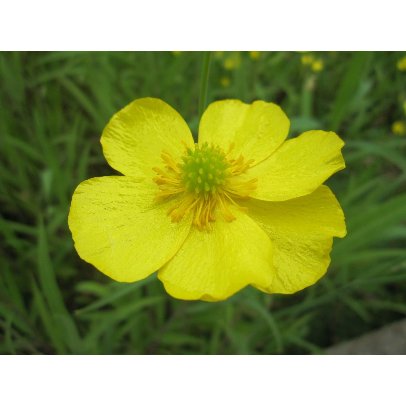 Swell UK Ranunculus flammula