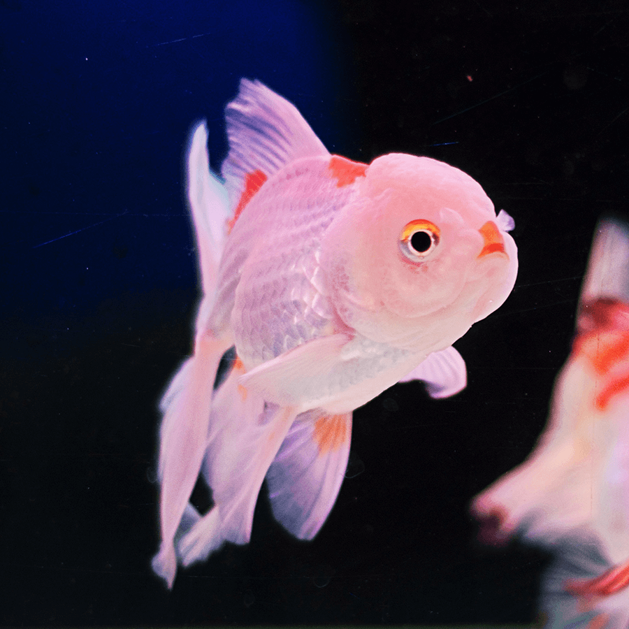 Pink Black Eye Oranda Goldfish