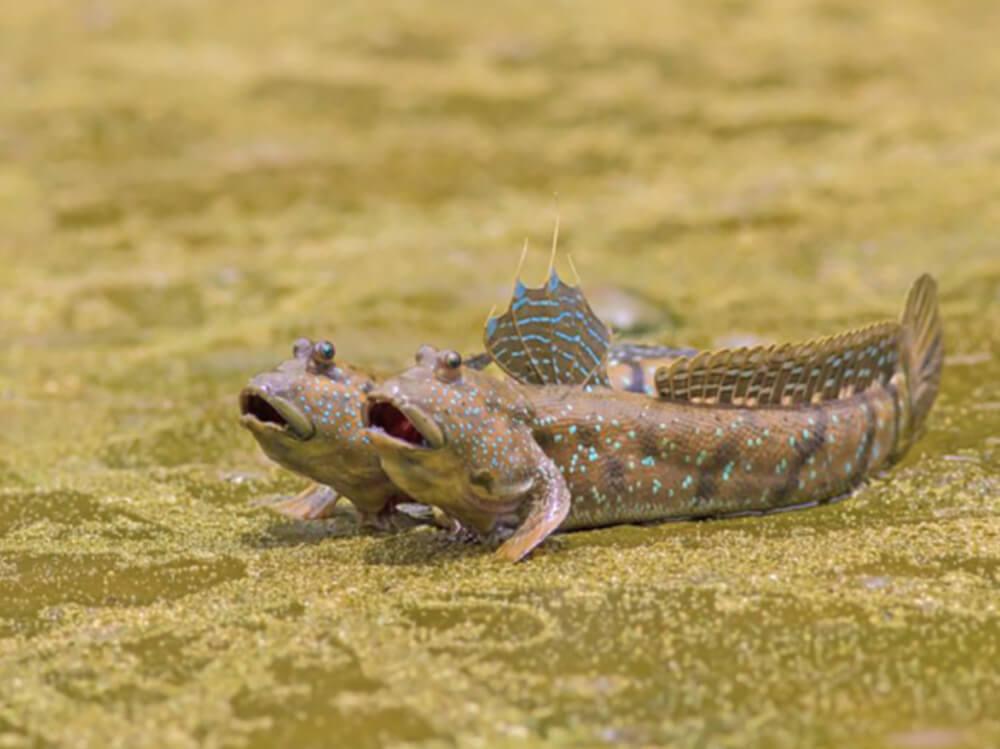 Aquarium Hydrometer For Brackish Tanks: Best Picks 2026 - Insider Fish